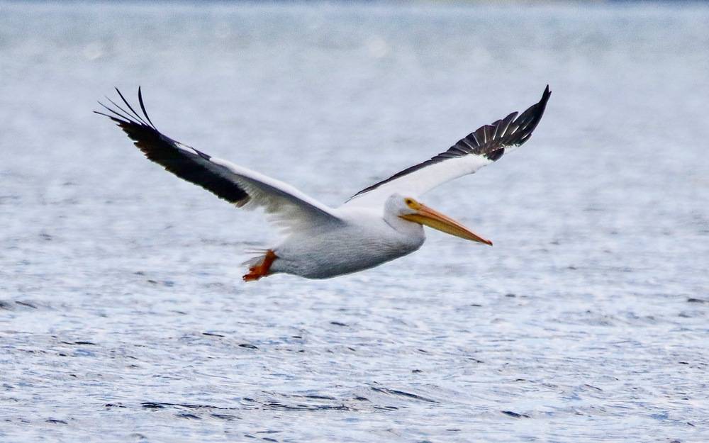 American White Pelican