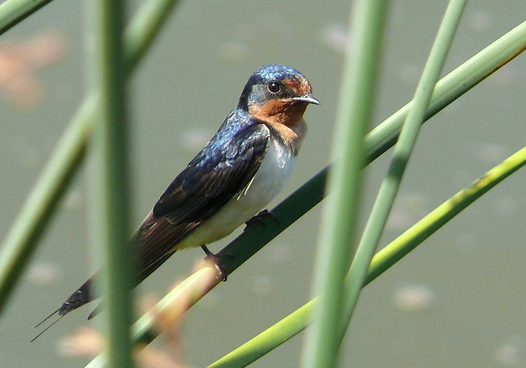 Barn Swallow