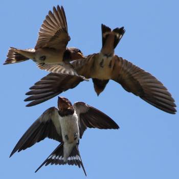 Barn Swallow