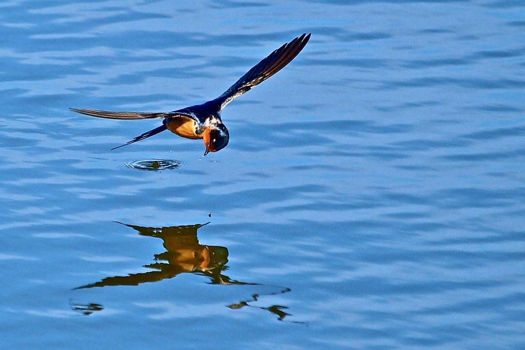 Barn Swallow