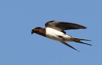 Barn Swallow