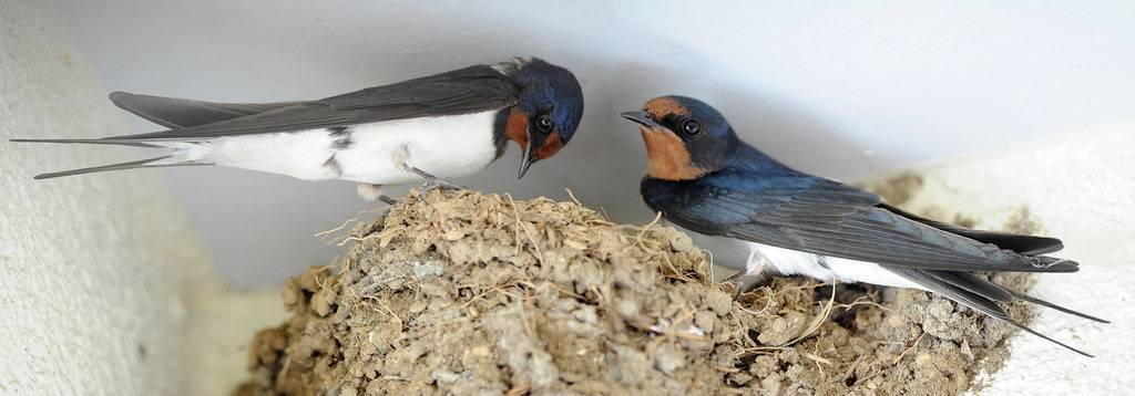 Barn Swallow