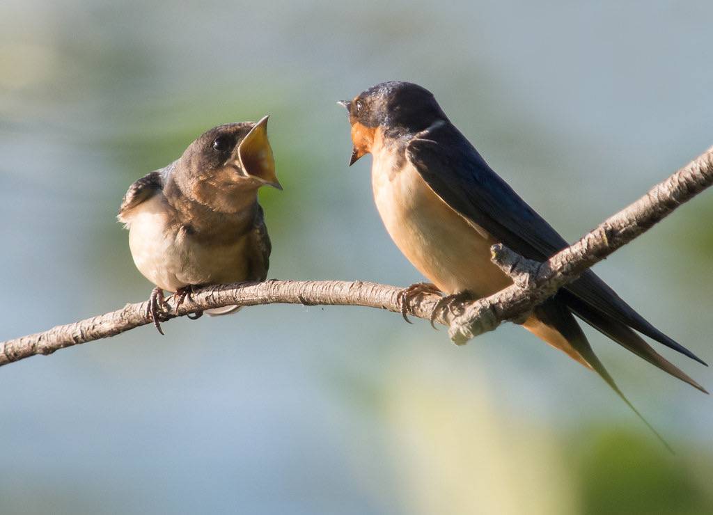 Barn Swallow