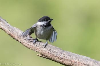 Black-capped Chickadee