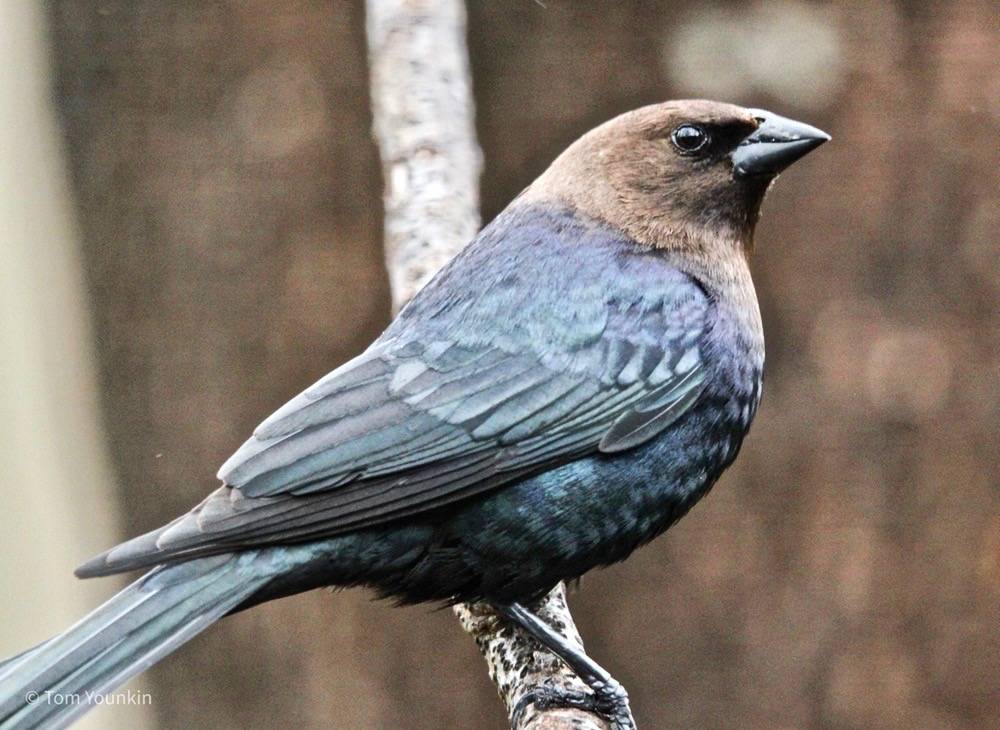 Brown-headed Cowbird