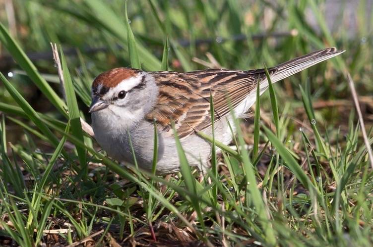 Chipping Sparrow