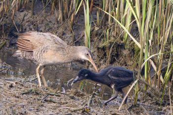 Clapper Rail