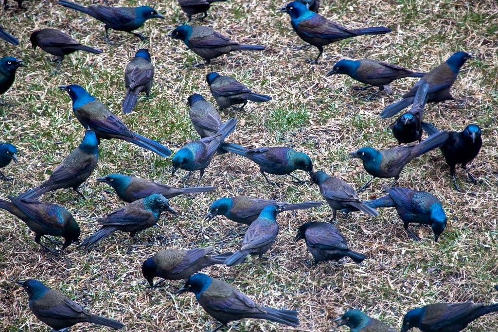 Common Grackle
