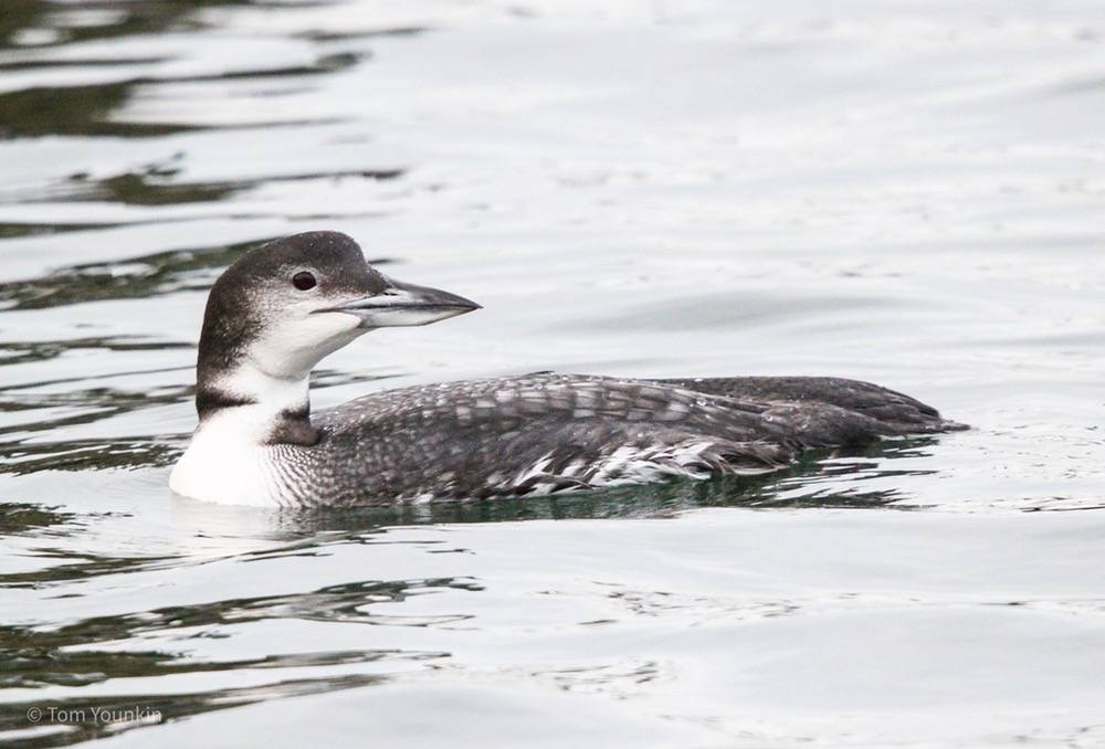 Common Loon
