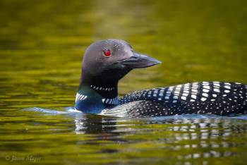 Common Loon
