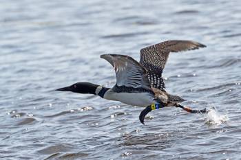 Common Loon