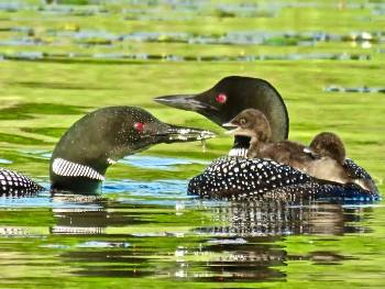 Common Loon