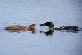Common Loon