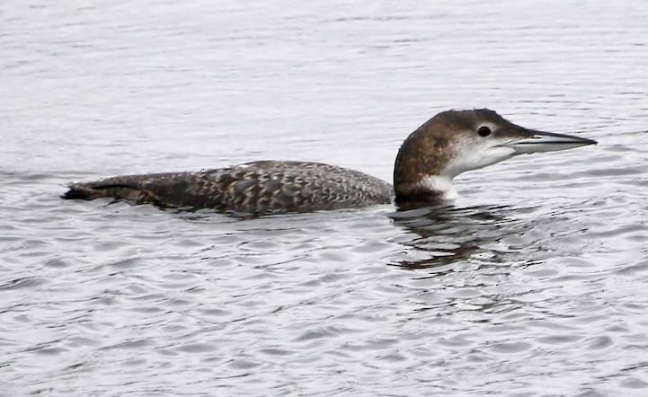 Common Loon