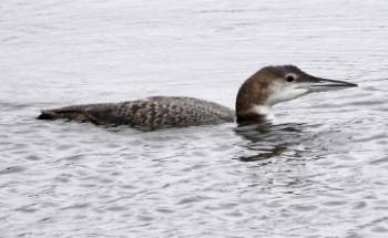 Common Loon