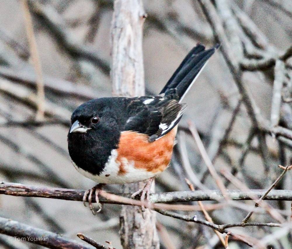 Eastern Towhee
