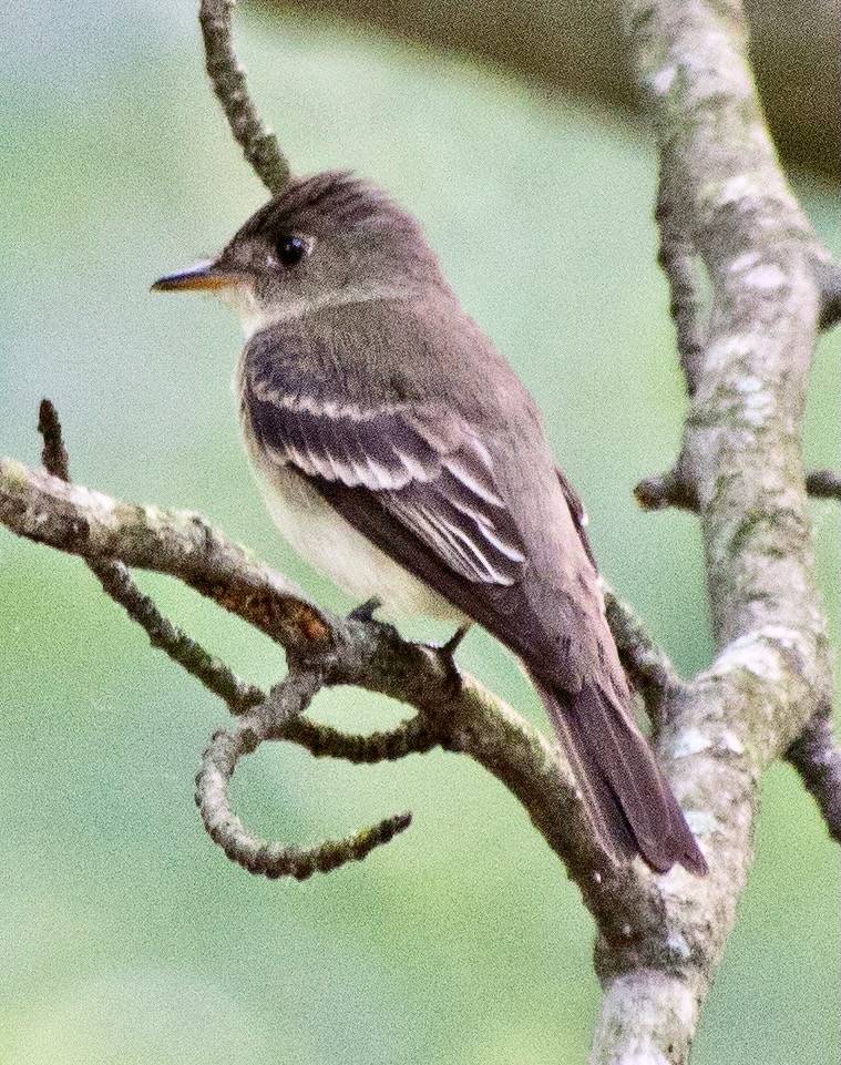 Eastern Wood-Pewee
