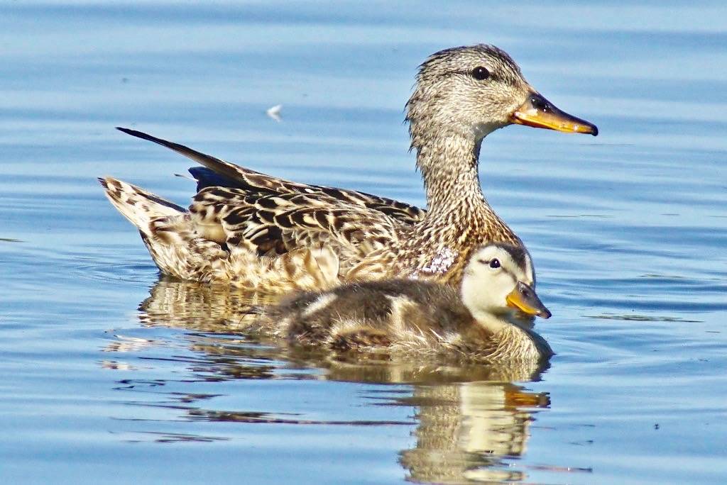 Gadwall