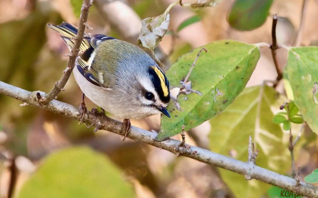 Golden-crowned Kinglet