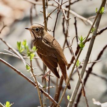 Hermit Thrush