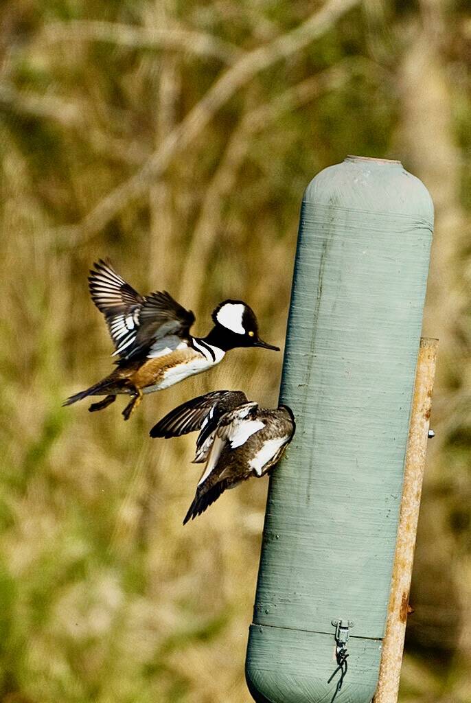Hooded Merganser