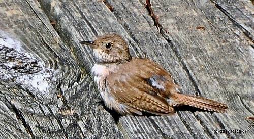 House Wren