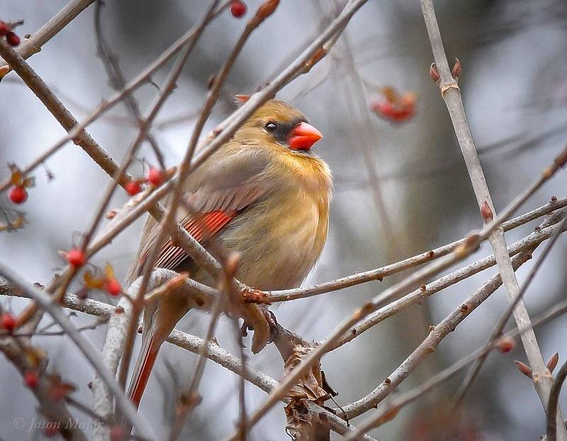 Northern Cardinal