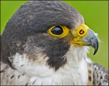 Peregrine Falcon