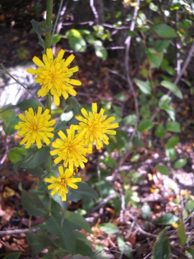 Canada hawkweed