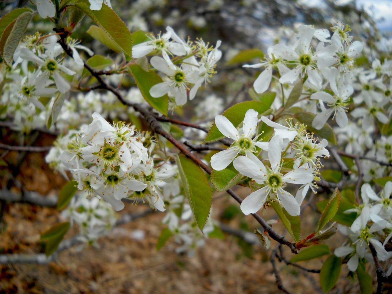 Canadian serviceberry