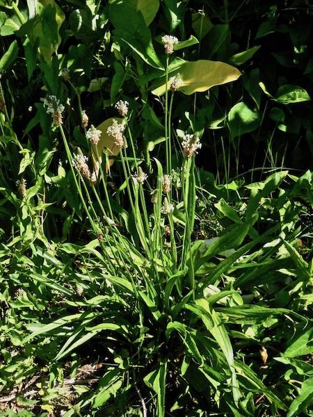 English plantain