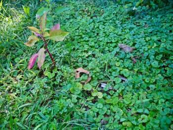 Gill-over-the-ground