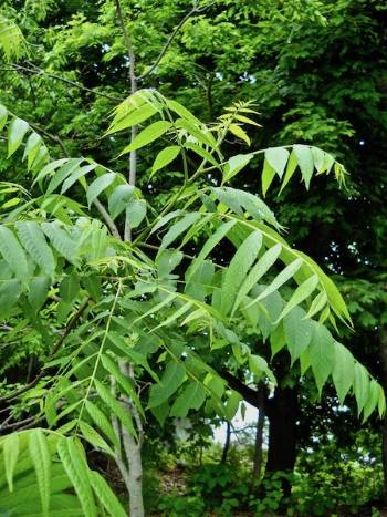 Japanese walnut