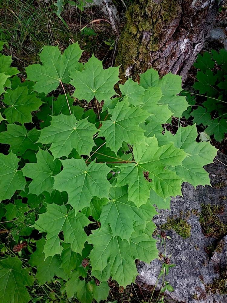 Norway maple