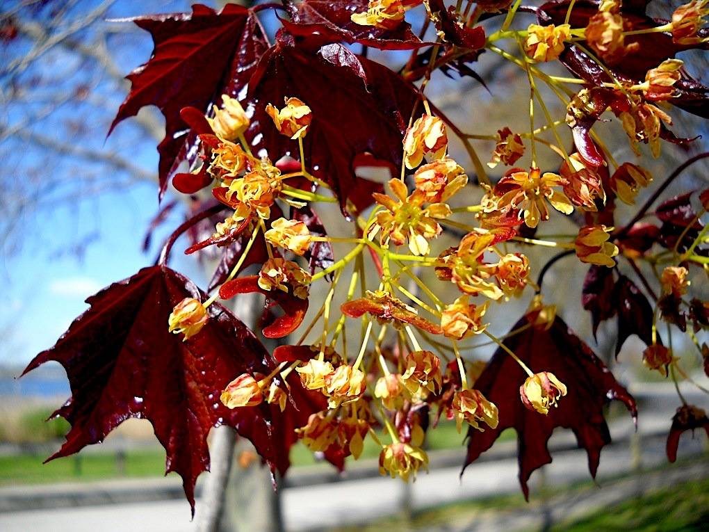 Norway maple