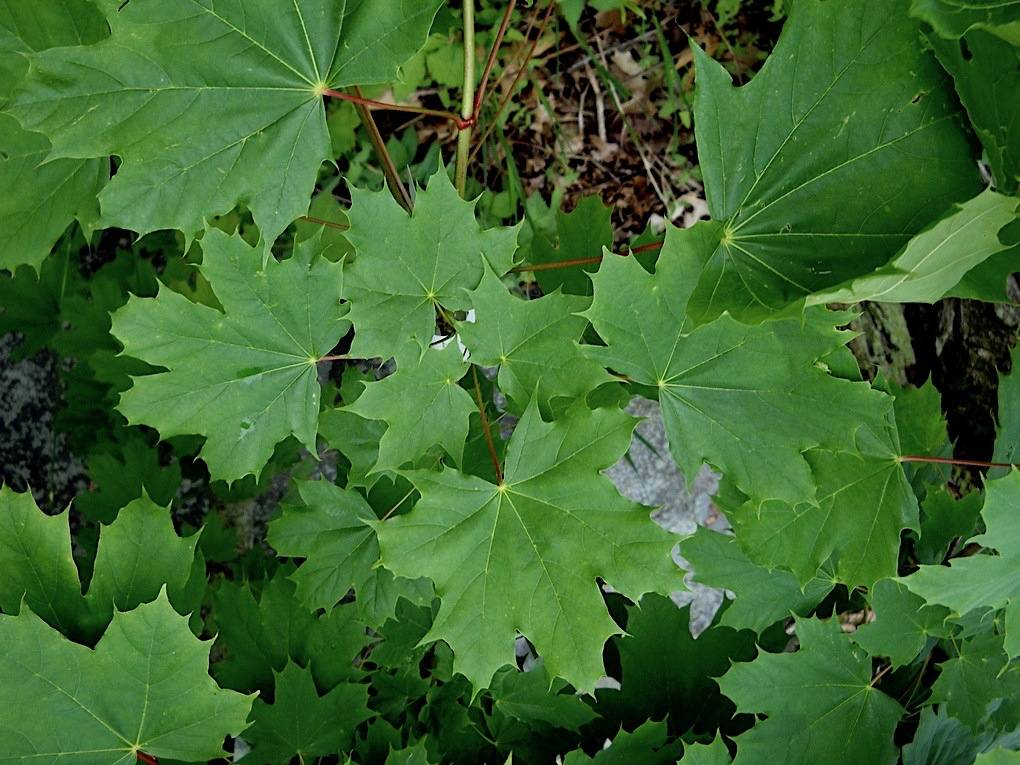 Norway maple
