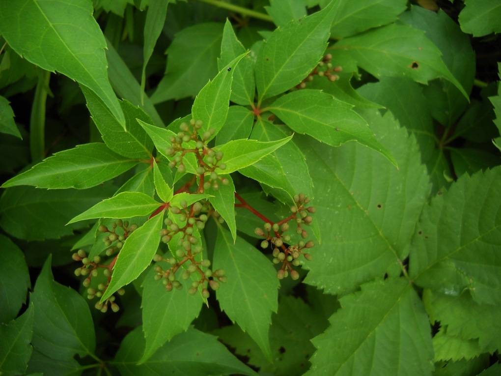 Virginia Creeper Rash Spreading