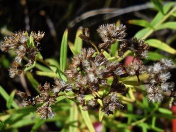 blunt-leaved rabbit-tobacco