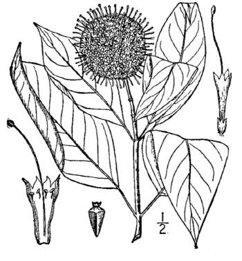 common buttonbush
