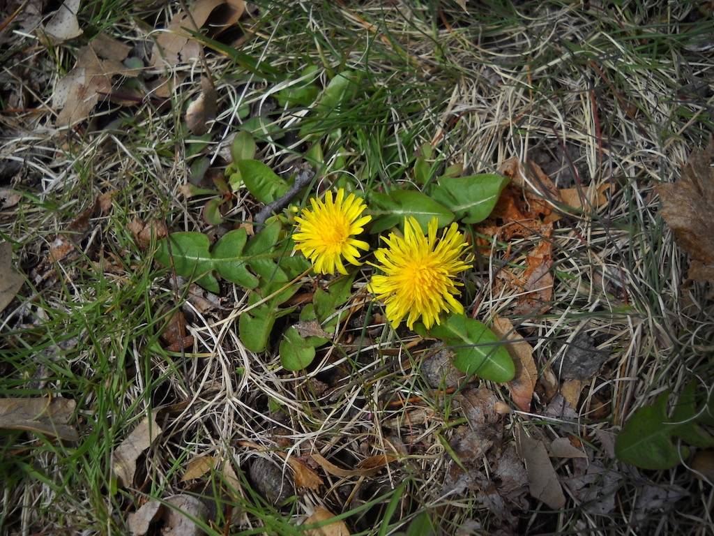 common dandelion
