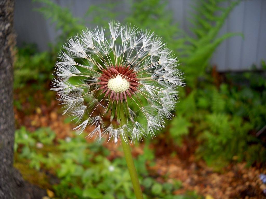 common dandelion
