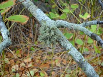 common hackberry