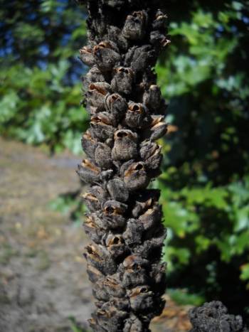 common mullein