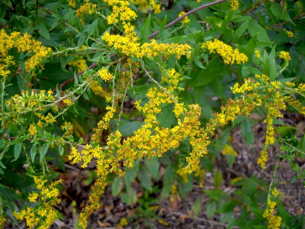 common wrinkle-leaved goldenrod
