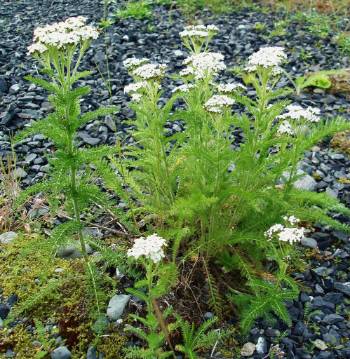 common yarrow