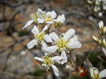 dwarf serviceberry