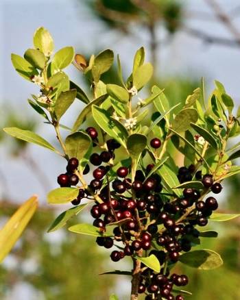 evergreen winterberry