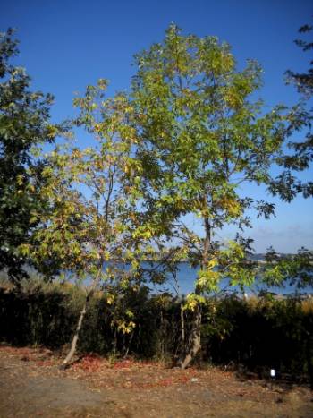 green ash