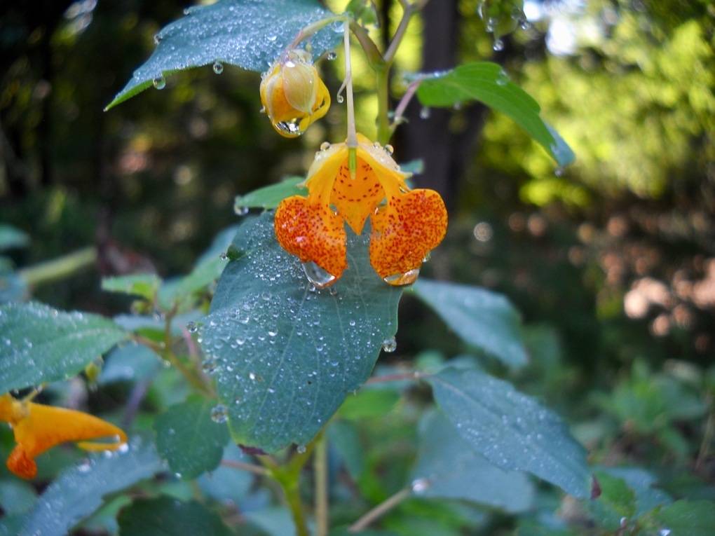 jewelweed