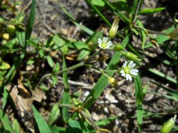 mouse-ear chickweed